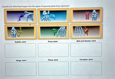 Classify The Following Images Into The Types Of Synovial Joints They