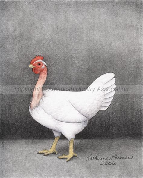 Bantam White Naked Necks Chicken Art Drawings