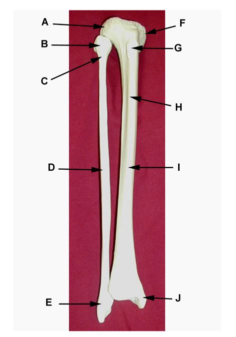 Ap Right Tibia And Fibula Diagram Quizlet