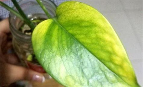 黃金葛葉子總是發黃老花匠教你找毛病看完葉子綠油油 imomo植物問問