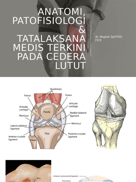 Acl Pcl Meniscus Pdf Knee Lower Limb Anatomy