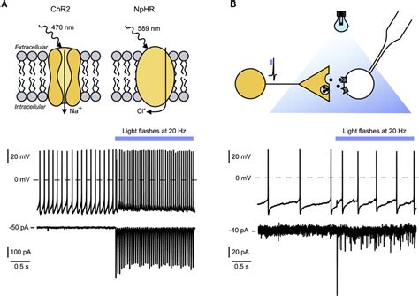 Optogenetic Tools For Circuit Mapping And Functional Characterization Download Scientific