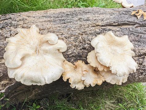 Hongos Que Crecen En La Madera En El Otoño Este Hongo Es Un Tipo De