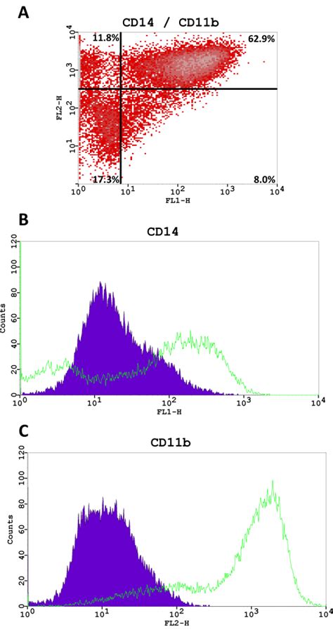 Macrophage Differentiation And Polarization Into An M2 Like Phenotype