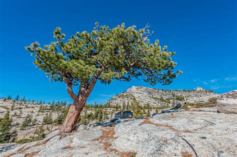 제프리 파인 피누스 제프리 폰데로사 소나무와 관련된 북미 소나무입니다 바위 골절에서 화강암 바위에서 성장 올름스테드 포인트 요세미티 국립공원 0명에 대한 스톡 사진 및 기타