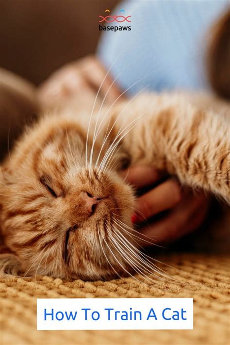 How To Train Your Cat Cat Training Guide Artofit