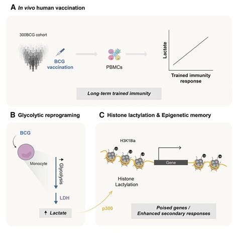 代谢与表观遗传新纽带：组蛋白乳酸化塑造先天免疫记忆 澎湃号·湃客 澎湃新闻 The Paper