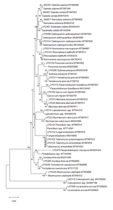 6 Neighbor Joining Phylogenetic Tree Based On Its1 And Its4 Sequences