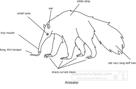 Anteater Clipart Clipart Labeled Anatomy Of An Anteater Clipart Porn