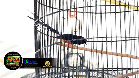 Bawa Pulang 2 Tropi Performa Terbaik Diperlihatkan Jhon Plento Saat