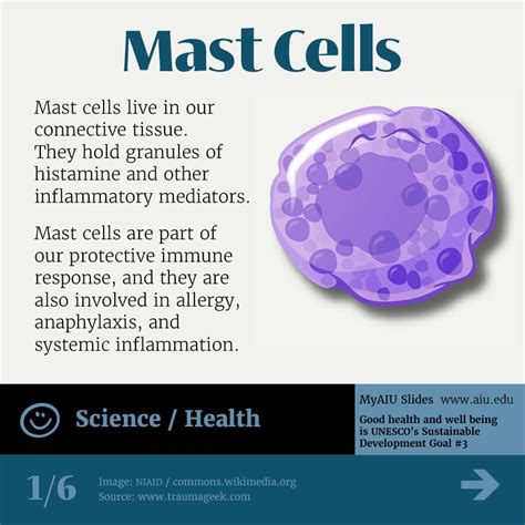 Mast Cells Atlantic International University