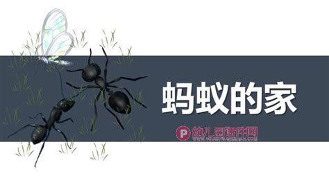 大班美术课件PPT蚂蚁的家PPT课件图片 幼儿园课件网