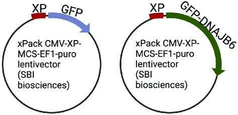 Plasmids Used In This Study Download Scientific Diagram