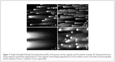 Revalidation Of The Sperm Chromatin Dispersion Test And The Comet