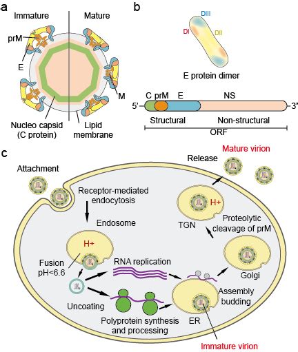 Flavivirus Creative Diagnostics