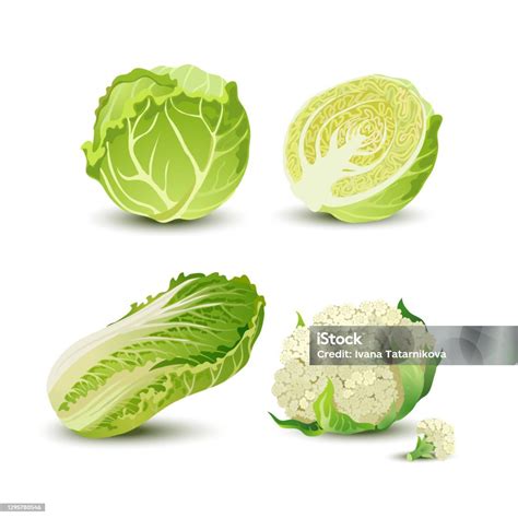 양배추 세트 배추에 대한 스톡 벡터 아트 및 기타 이미지 배추 건강한 식생활 그림자 Istock