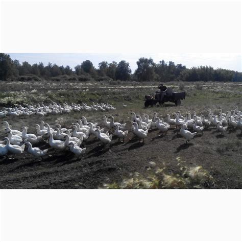 Продам мясо гуся 1300 тг за кг — Agro Kazakhstan
