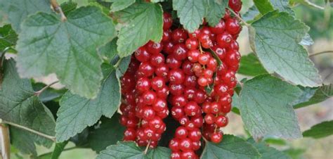 New Plant Sap Analysis Hort News