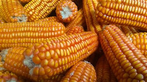 Premium Photo Corns
