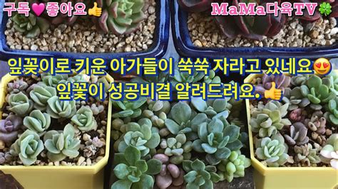 🍀2024 5 3 잎꽂이 한 아가들이 쑥쑥 자라고 있네요😍잎꽂이 성공 비결 알려 드려요 🤗 다육이 잎꽂이 잎꽂이