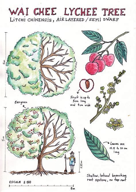 About Wai Chee Lychee Tree Litchi Chinensis