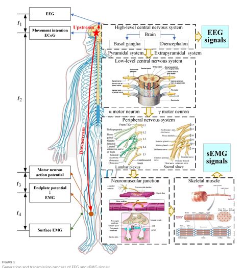 figure 1 from electroencephalogram and surface electromyogram fusion
