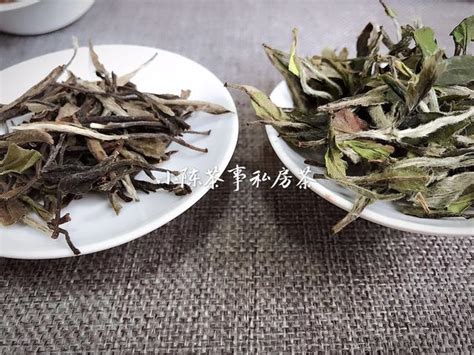 想了解福鼎白茶和政和白茶的區別看外形就對了 每日頭條