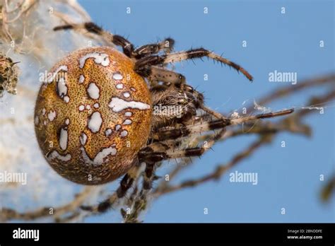 Four Spot Orb Weaver Spider Araneus Quadratus Female Surrey Uk