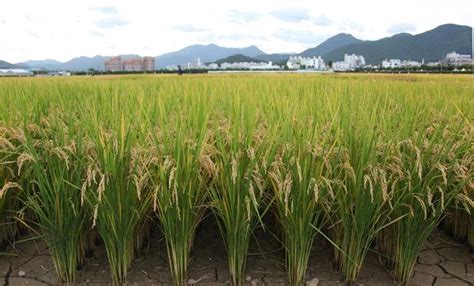 키다리병에 강한 벼 품종 안평 정부 보급종 선정 파이낸셜뉴스