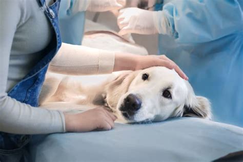 How Do You Know If Your Dog Has A Blockage