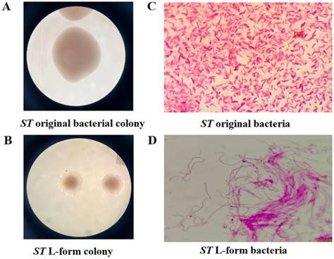 Attenuated Salmonella Typhimurium L Forms Suppress Tumor Growth And