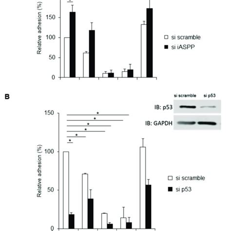 Schematic Illustration Of The Structures Of P53 Iaspp And Cd44 And