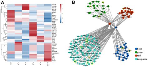 The Expression Of Hub Genes And Transcription Factor Tf Regulatory