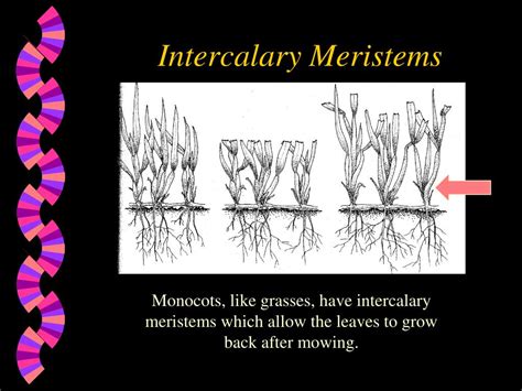 Ppt Simplified Plant Tissues Lesson Plan 4 00hblp4v1 Powerpoint
