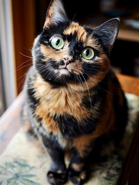 Look взгляд Cats котэ прикольные картинки с кошками
