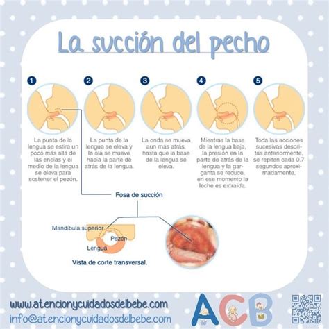 Pinterest Lactancia Materna Imagenes De Lactancia Materna