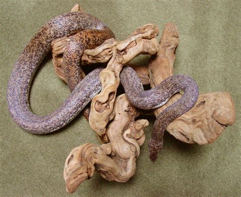 SophieNov2007 4 Tiny Pythons