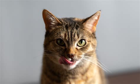 Conjuntivitis En Gatos Para Tu Mascota