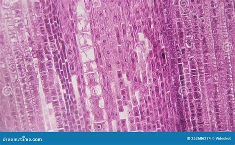 Longitudinal Section Cut Of Root Tip Of Plant Under The Microscope Magnified In Times Stock