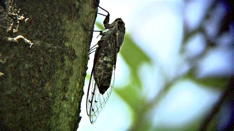 せみ ツクツクボウシの鳴き方 Tukutukuboushi Cicada YouTube