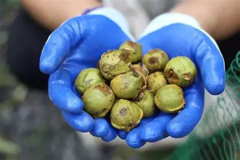 山核桃的製作過程原來那麼複雜，你見過沒？ 每日頭條