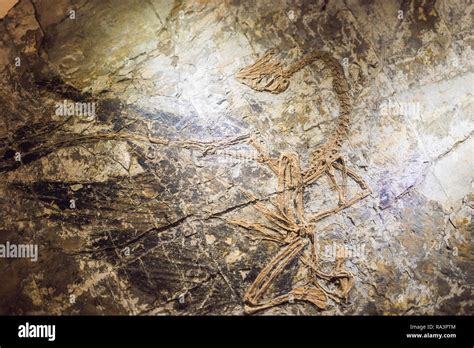 Beijing China October 16 2018 Terodactyl Fossil Pterodactilus Spectabilis Fossil Of