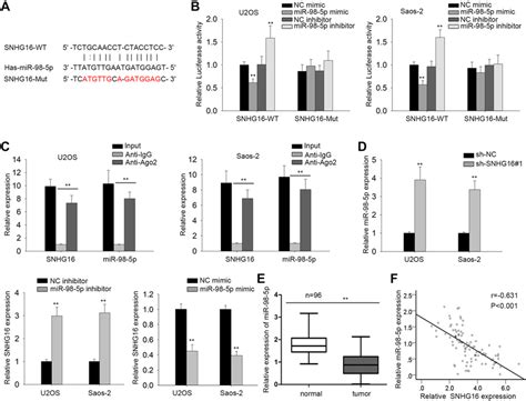 Snhg16 Directly Targets Mir 98 5p And Is Negatively Correlated To