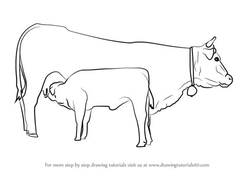 How To Draw Cow And Young Calf Farm Animals Step By Step