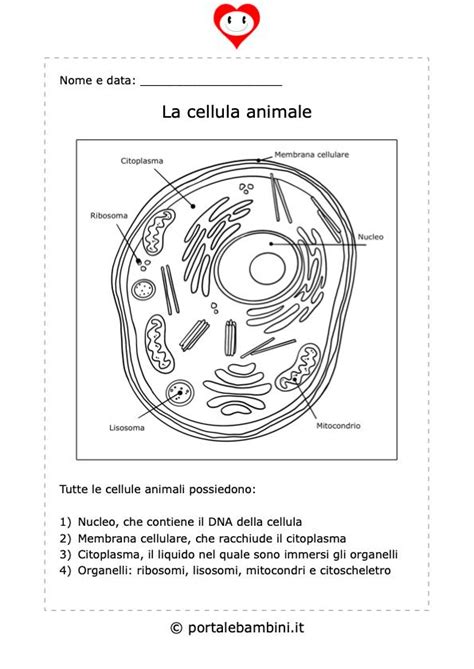 La Cellula Materiale Didattico Scuola Primaria Portalebambiniit