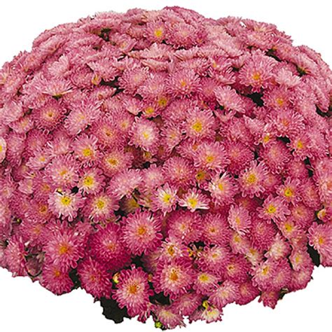 7012 Хризантема мультифлора DITTO PINK - купить в Москве в интернет ...