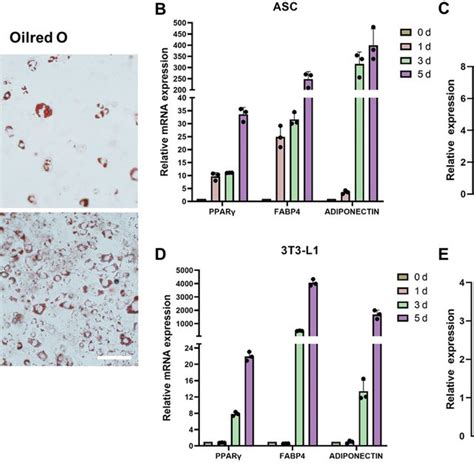 Expressions Of Candidate Lncrnas During Adipogenic Differentiation A