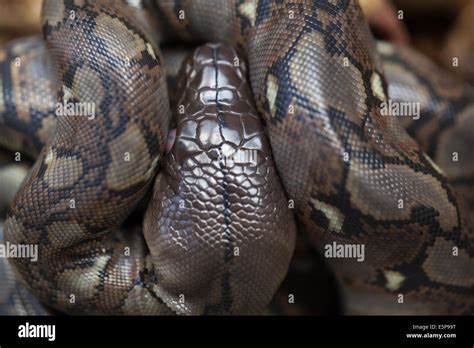 Python Réticulé Python Reticulatus Tête De Jeune Serpent Photo Stock Alamy