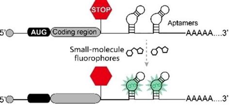 使用荧光 Rna 适体和小分子荧光团进行单 Mrna 成像angewandte Chemie International Edition