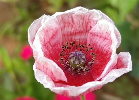 科学网影弱还如舞 花娇欲有言 孙颉的博文